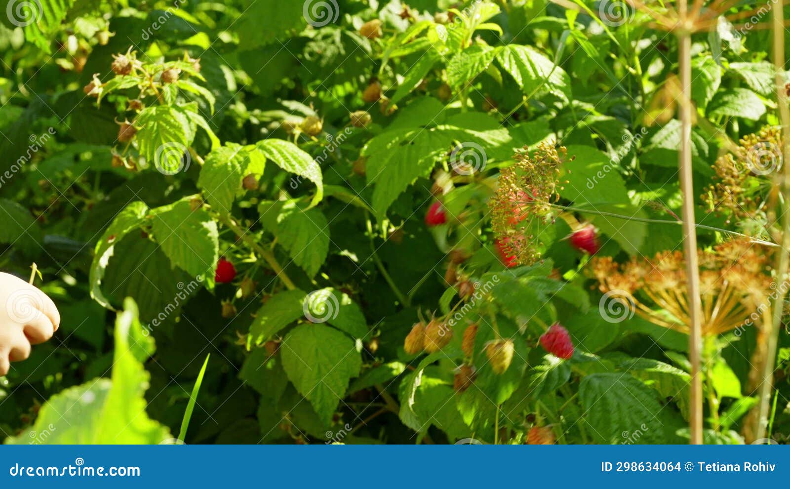 Close-up of a Hand Picking a Raspberry Berry from a Bush in a Farm ...