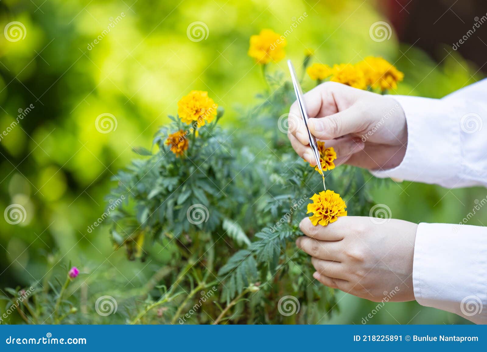 Close Up Hand Pollination Marigold Flowers with Dropper Stock Image ...