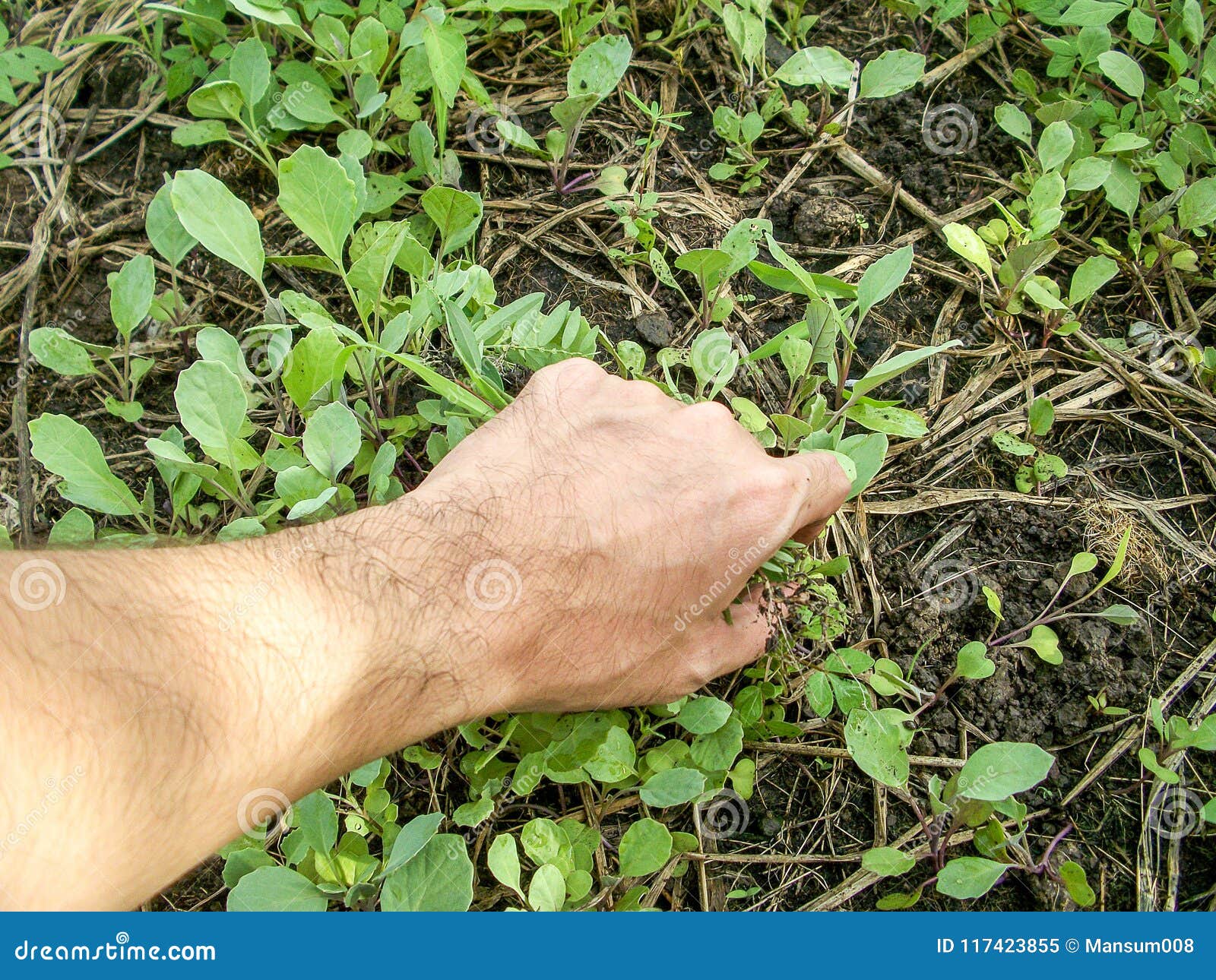 Hand Pulling Grass Weed Out of Garden Stock Image - Image of ...