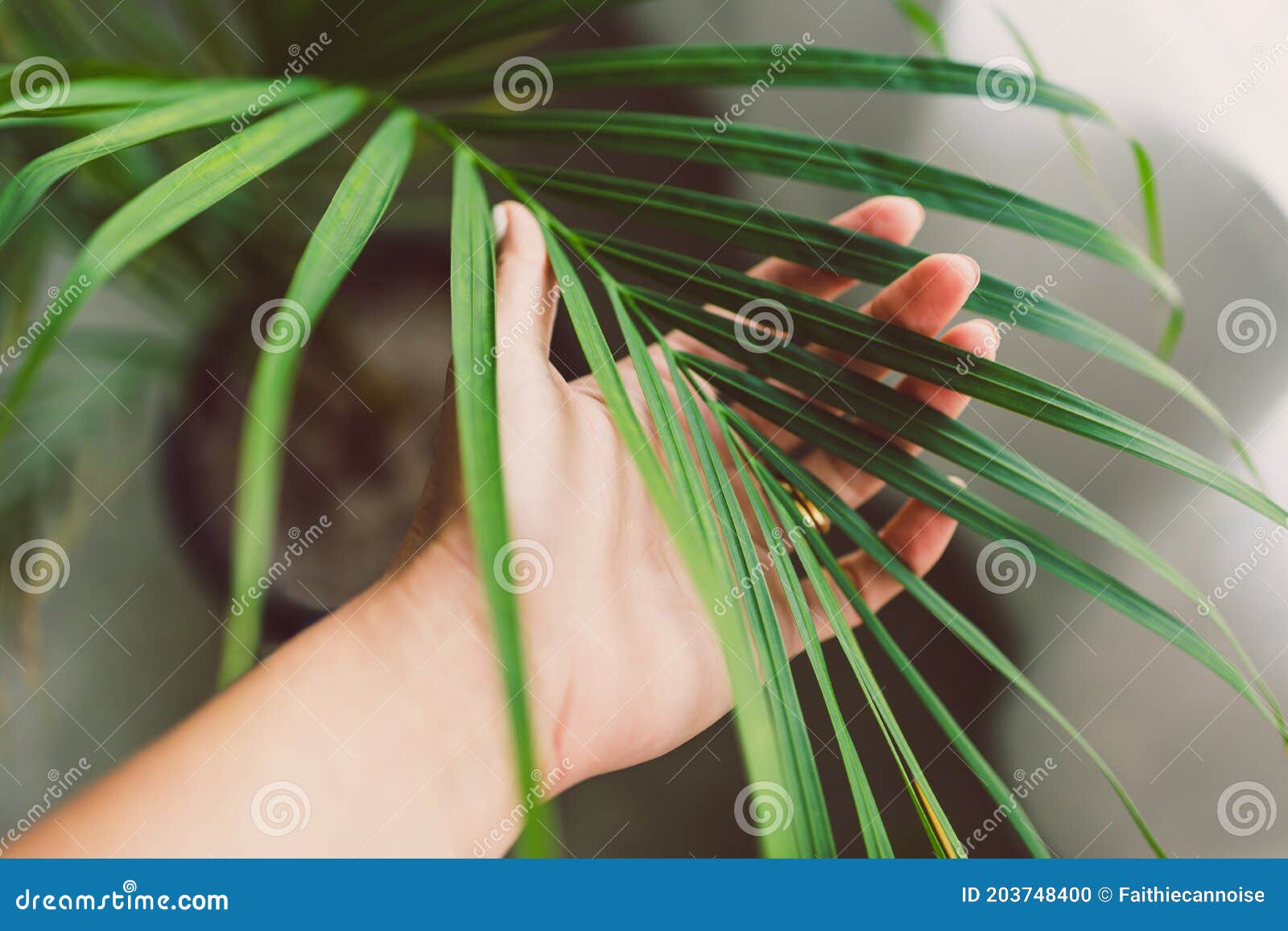 Close-up of Hand Touching Palm Tree Leafindoor Next To Window Light ...