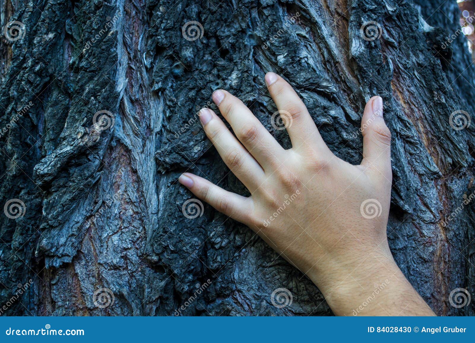Close Up of a Hand on a Tree Trunk Stock Photo - Image of body, tree ...