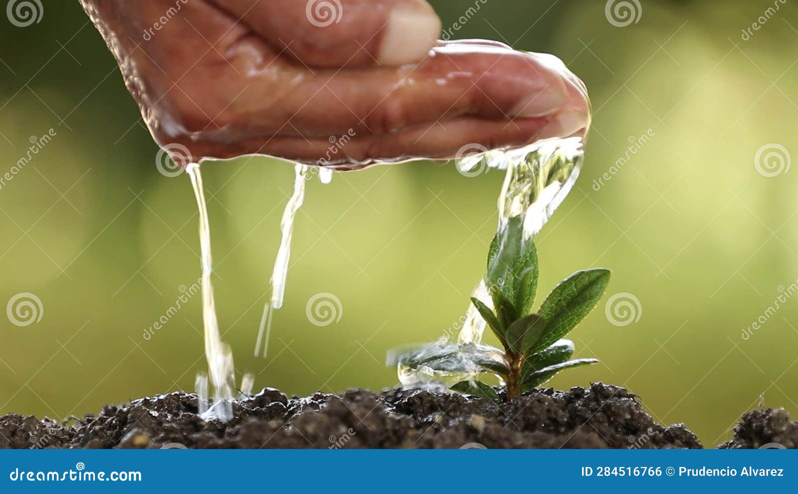 Hand watering young plant stock footage. Video of green - 284516766
