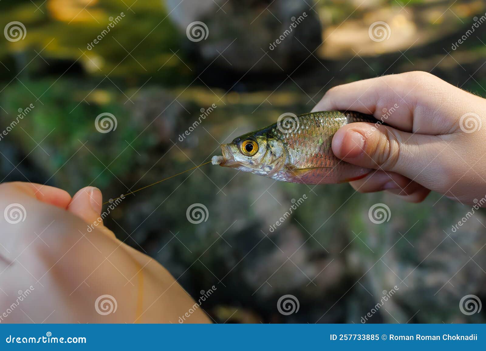 Close-up in the Hands of the Boy a Fish that he Wants To Take Off the ...