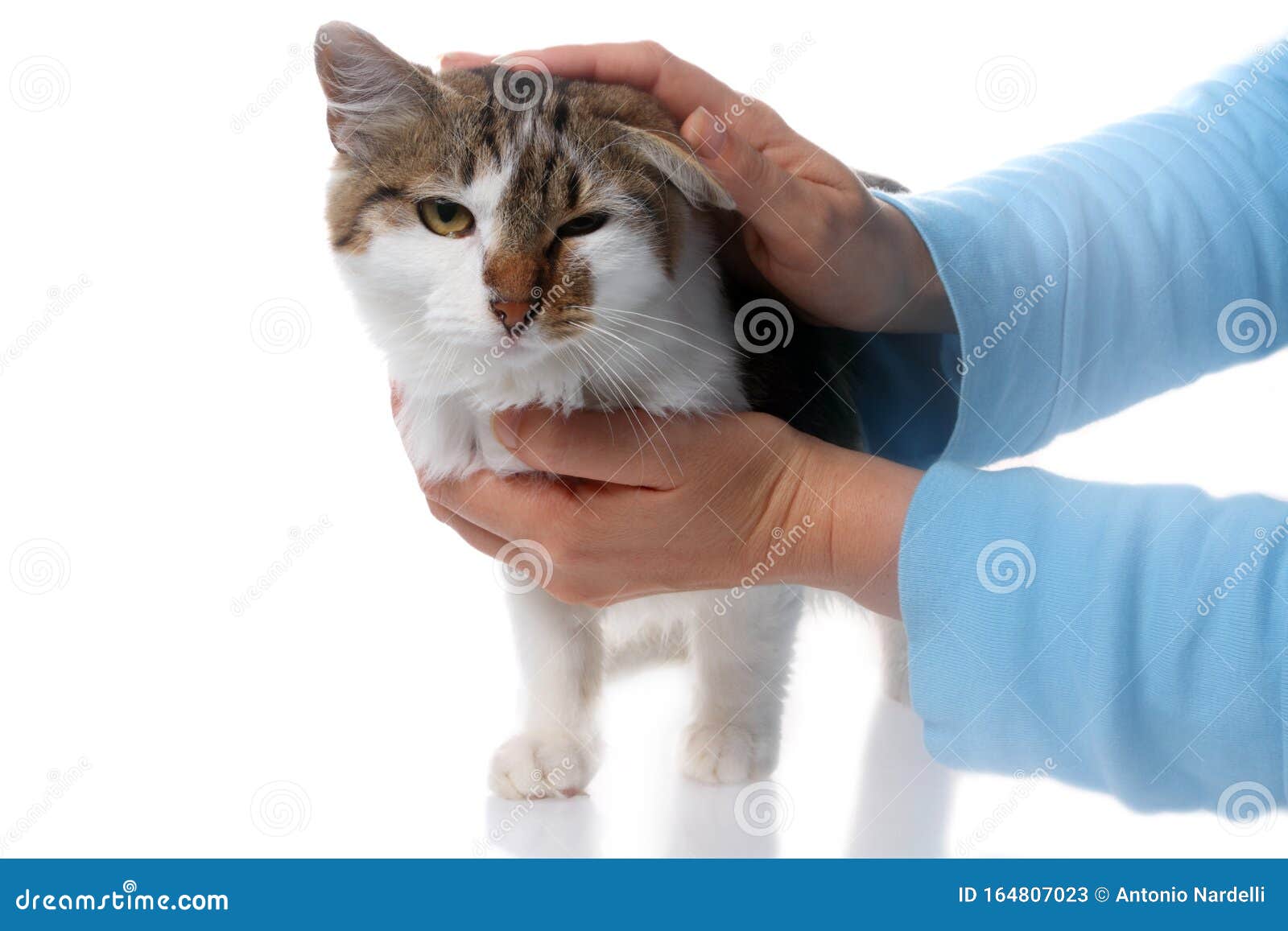 Close Up on the Hands that Caress the Cat Stock Image - Image of ...
