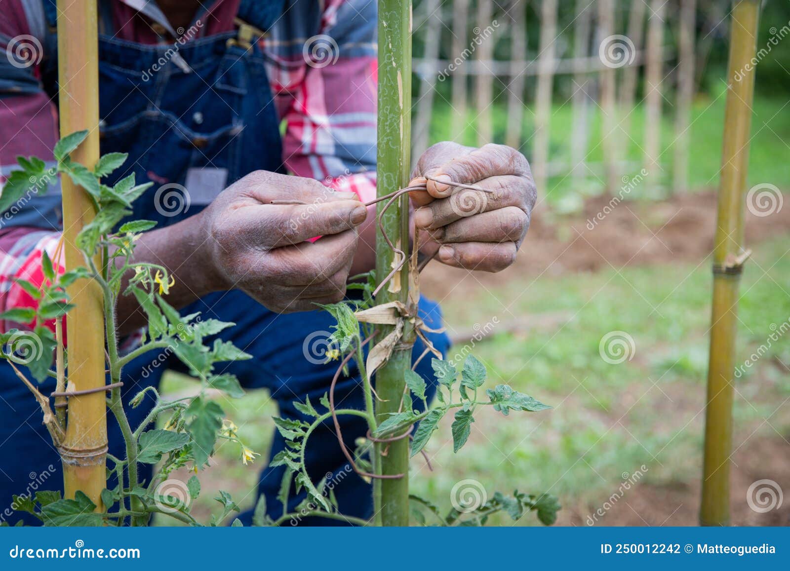 Close-up of the Hands of a Farmer Fixing a Thread To Tie Tomato Plants ...
