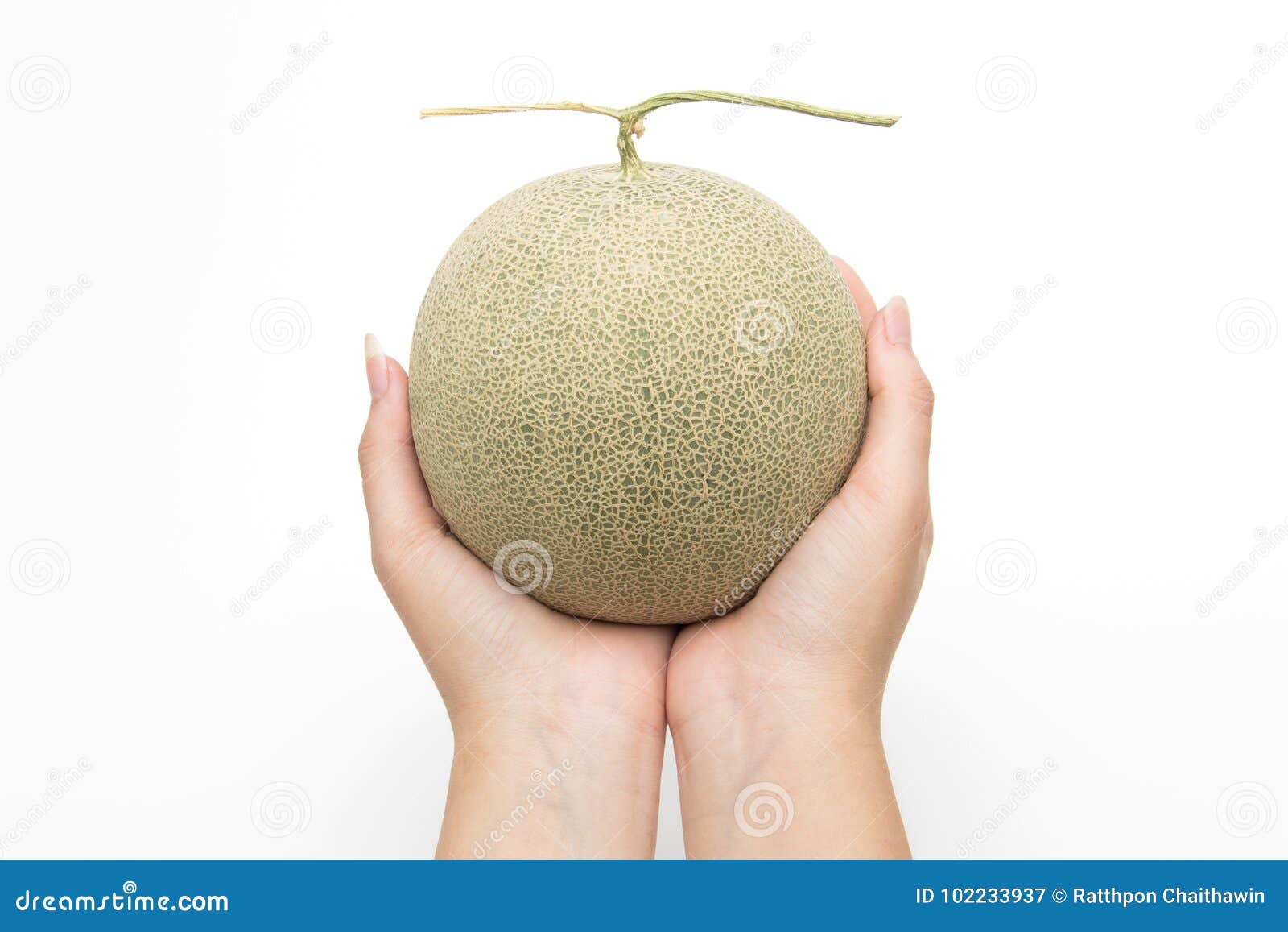 Close Up Hands Hold Melon on White Isolated Background Stock Image ...
