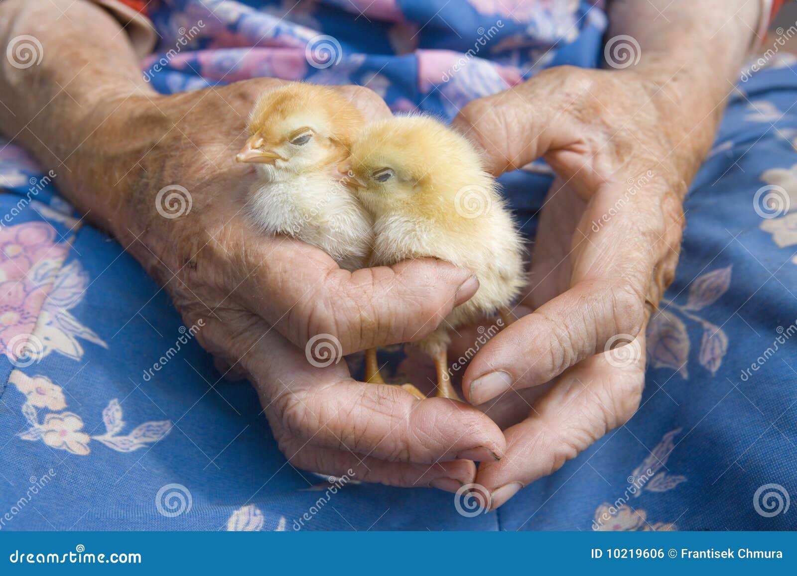 Close Up of Hands Holding Chicken Stock Photo - Image of domestic, farm ...