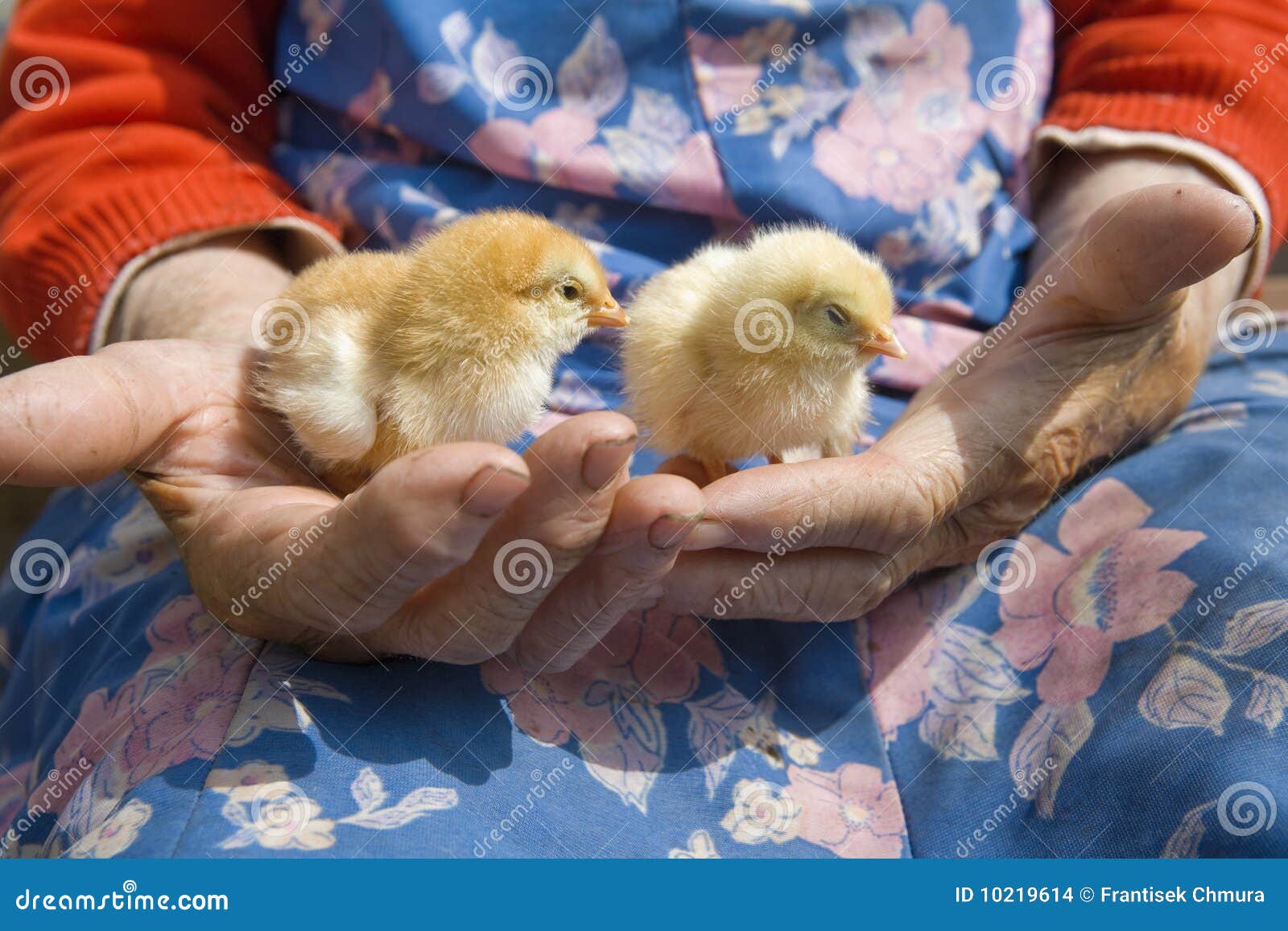 Close Up of Hands Holding Chicken Stock Photo - Image of hold, farming ...