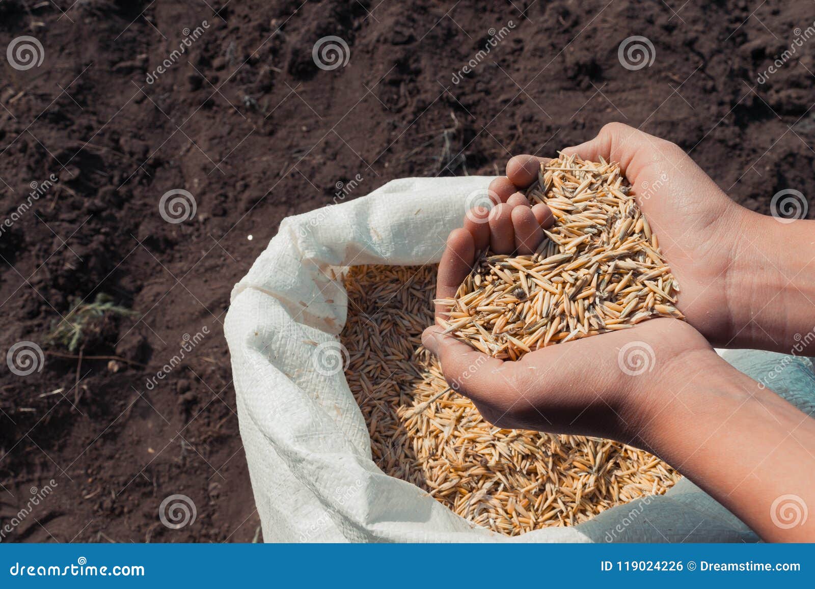 Hands Holding the Grain in the Shape of a Heart Stock Photo - Image of ...