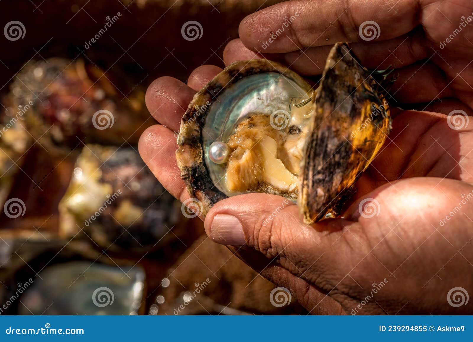 Pearl in open shell stock image. Image of holding, pearl - 239294855