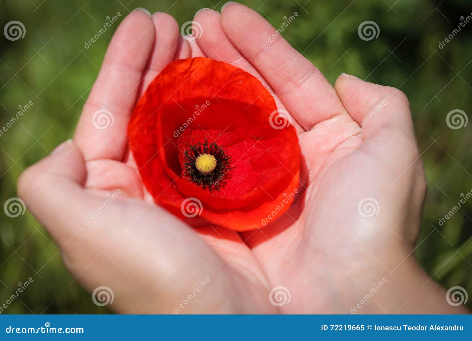 Hands Holding Poppy Stock Photos - Download 419 Royalty Free Photos