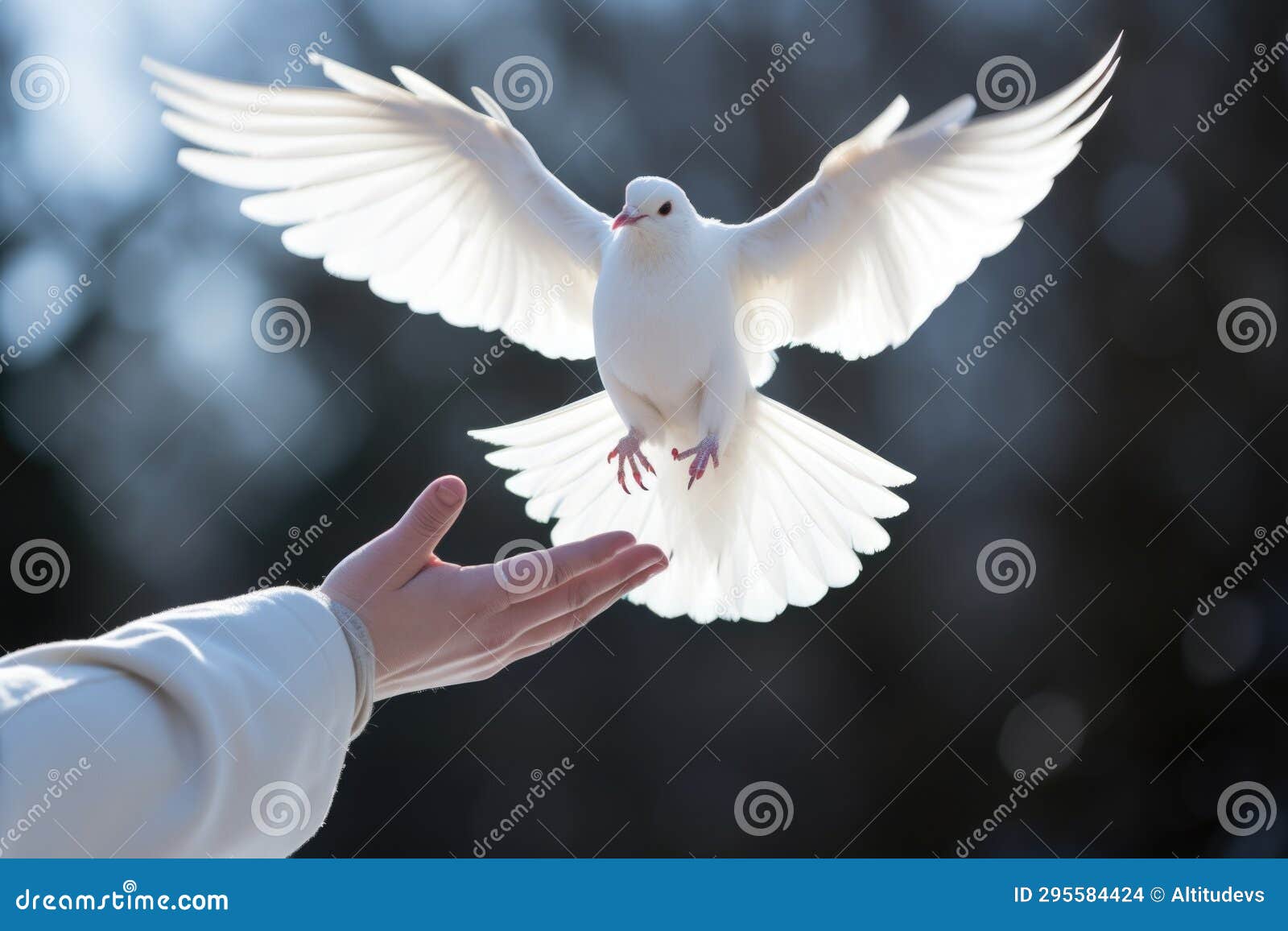 Close Up of Hands Holding White Dove about To Let it Soar Stock Photo ...