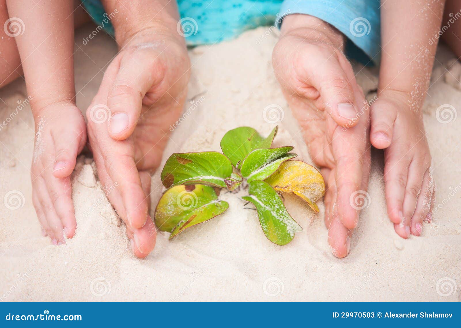 Hands Protecting Small Plant Stock Image - Image of childhood, bonding ...