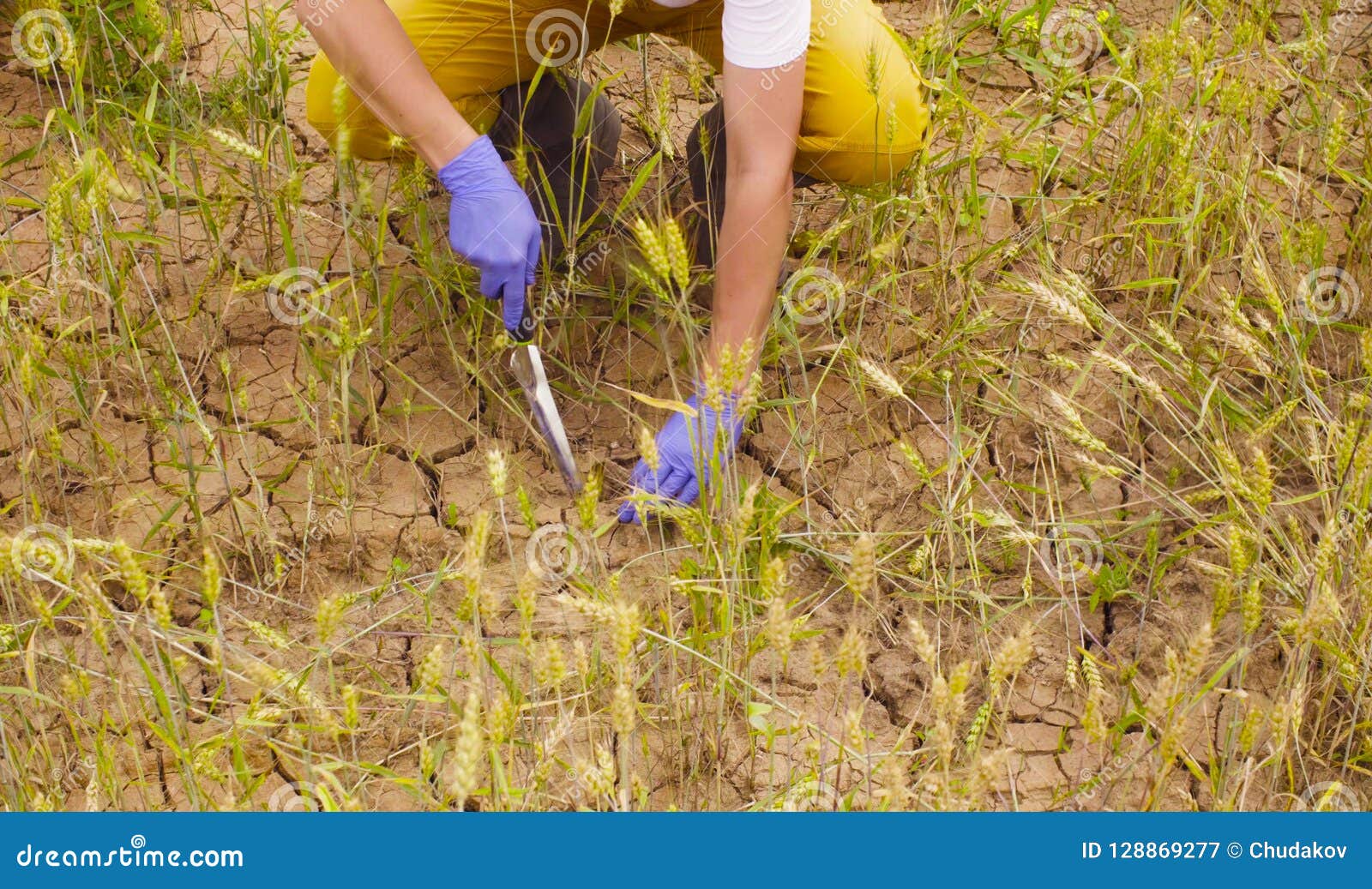 Hand of Ecologist Taking Sample of Soil Stock Image - Image of botanist ...