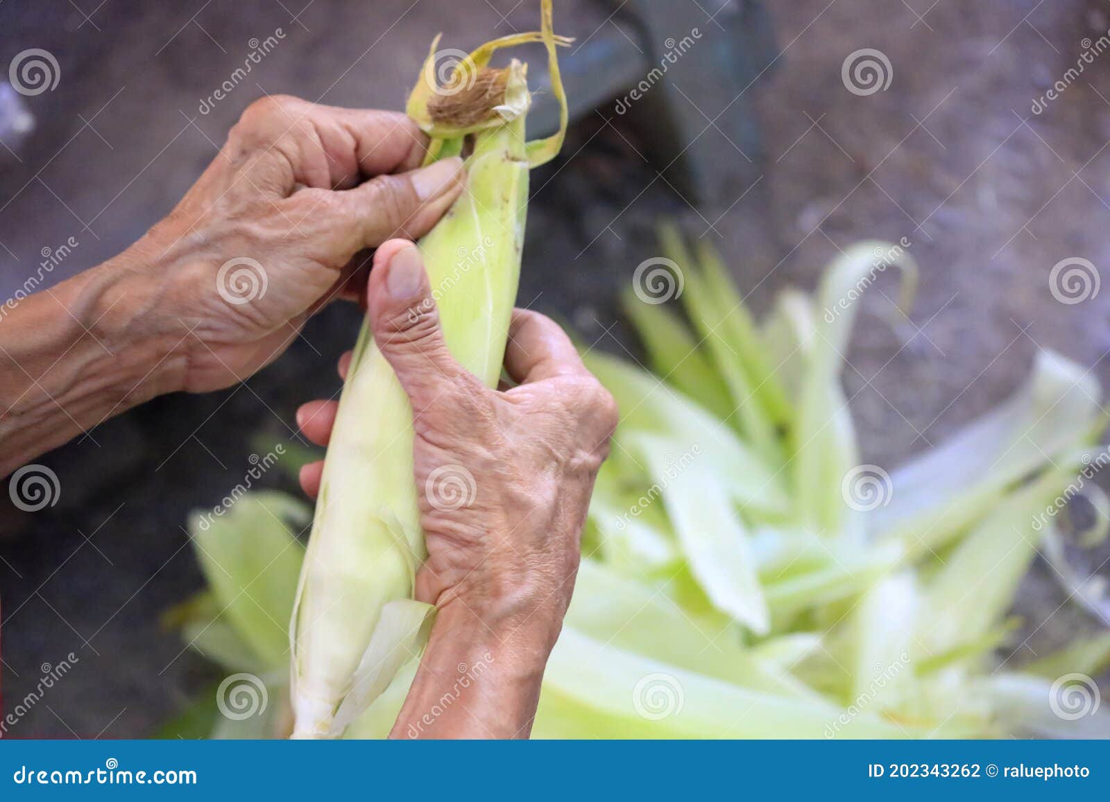 Close-up Hands Were Peeling Corn Stock Photo - Image of body, adult ...