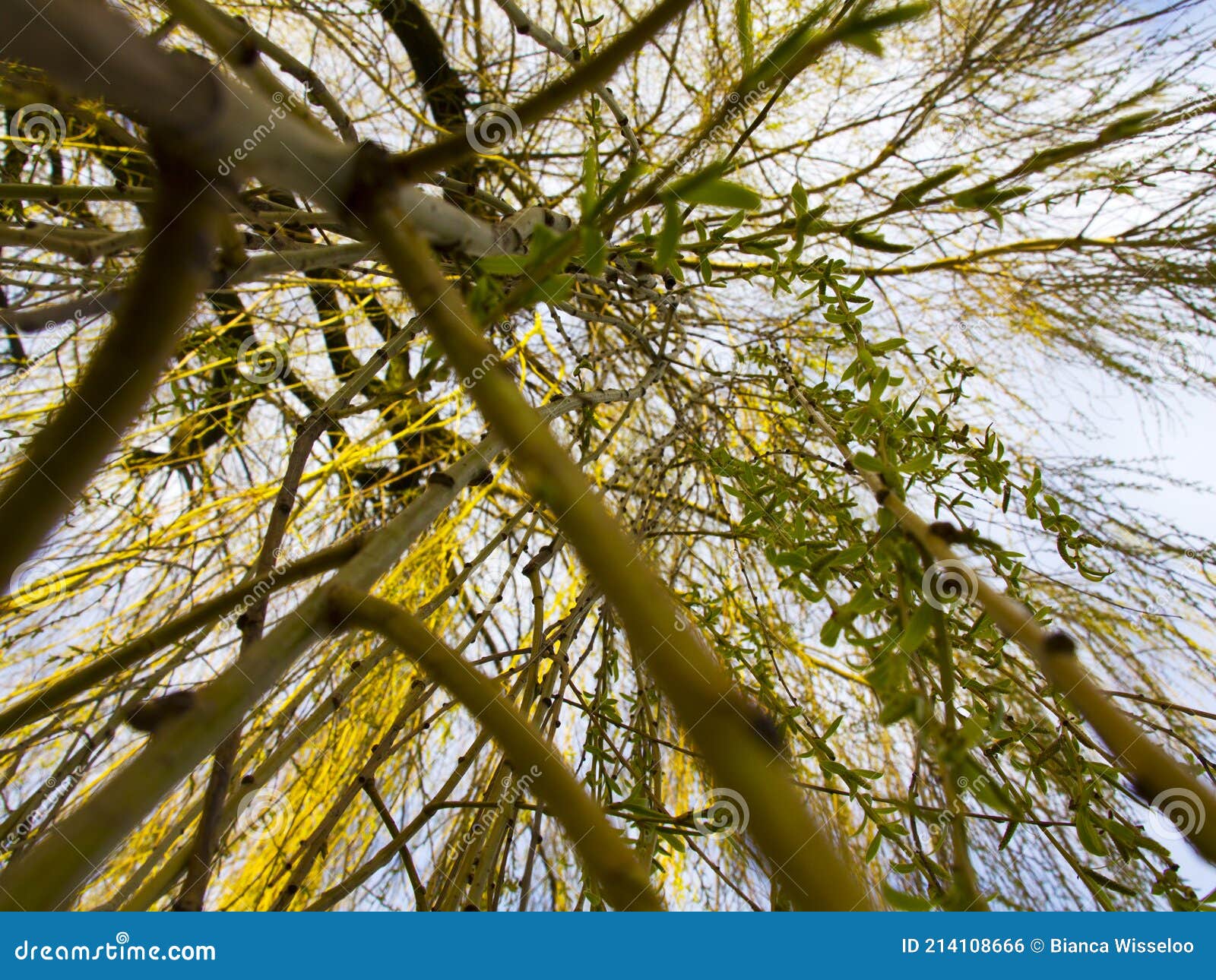 A Close Up of the Hanging Branches of a Weeping Willow Stock Photo ...