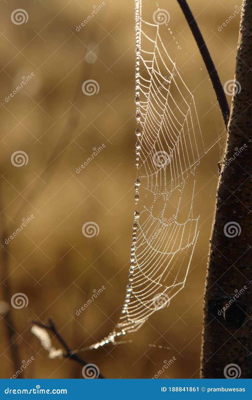 A Close Up of Hanging Cobweb with Shining Water Drops. a Semicircle ...