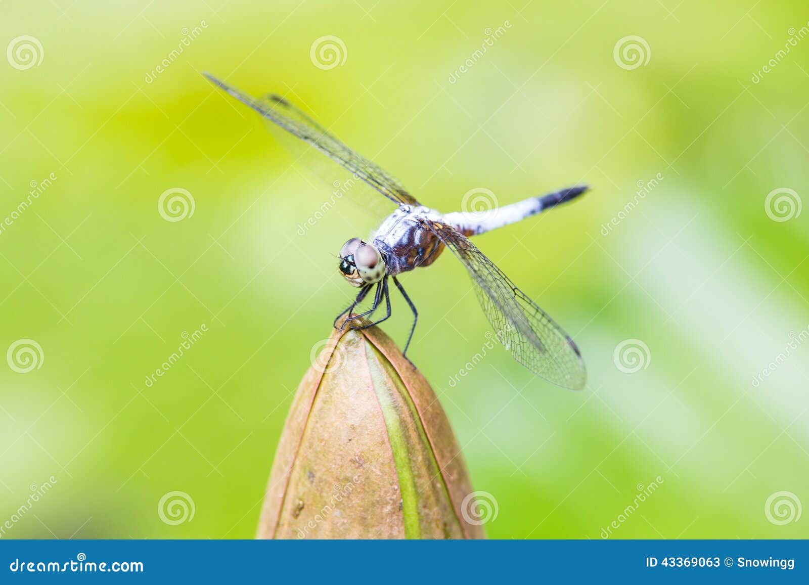 Close Up of a Happy Looking Dragonfly Resting on a Flower Bud Stock ...