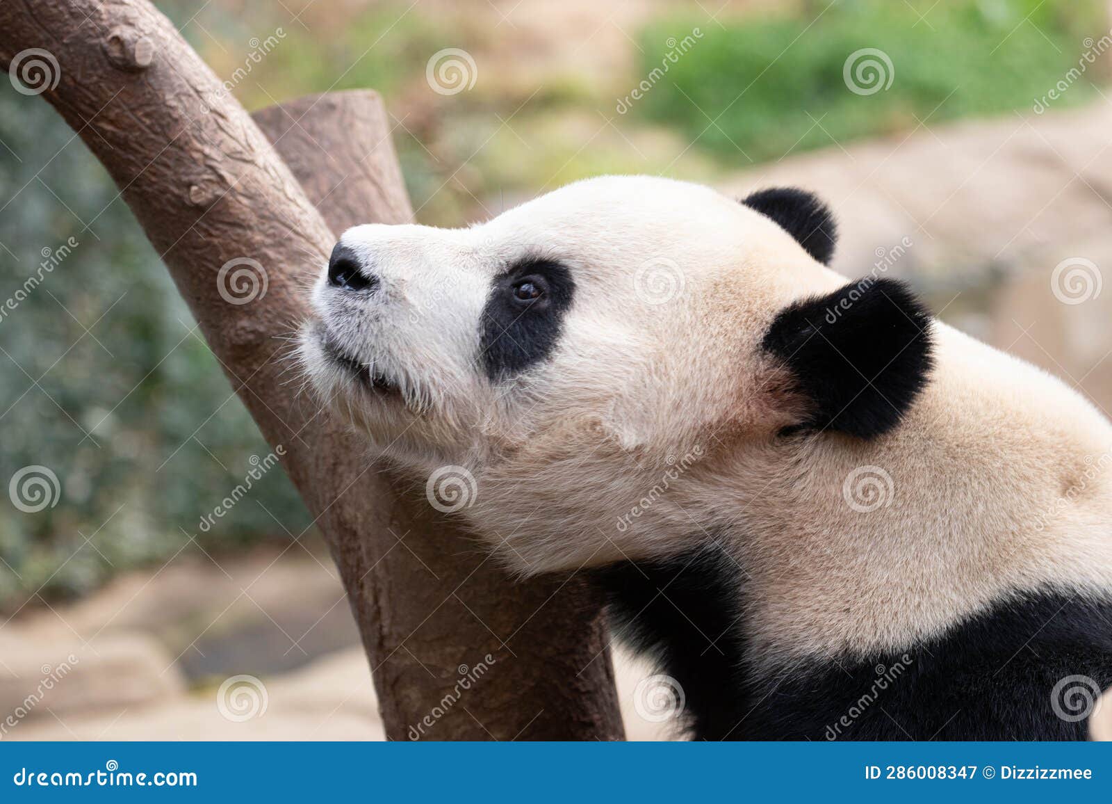 Close Up Happy Panda in South Korea Stock Image - Image of white, happy ...