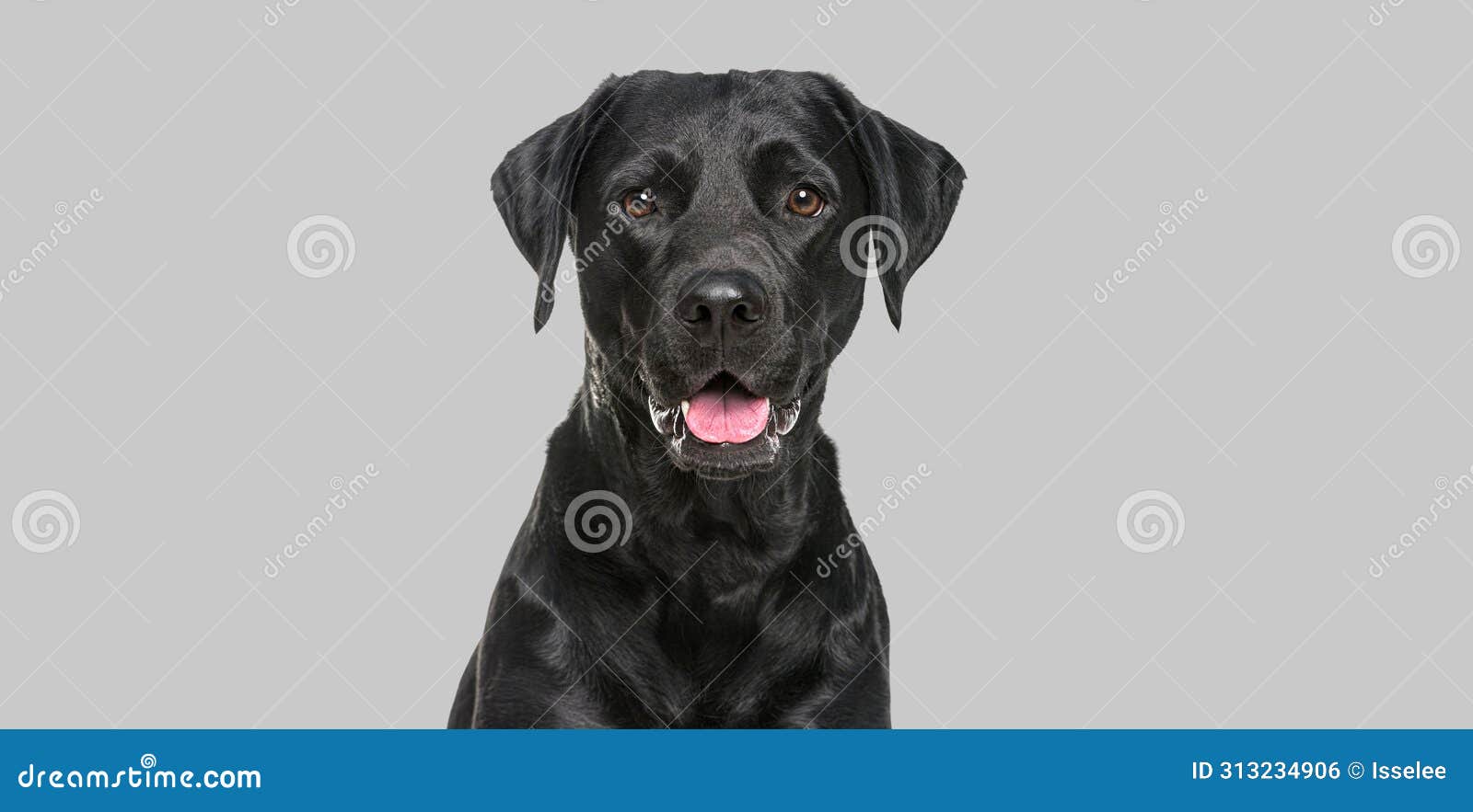 Close-up of a Happy Panting Black Labrador Dog Looking at the Camera on ...