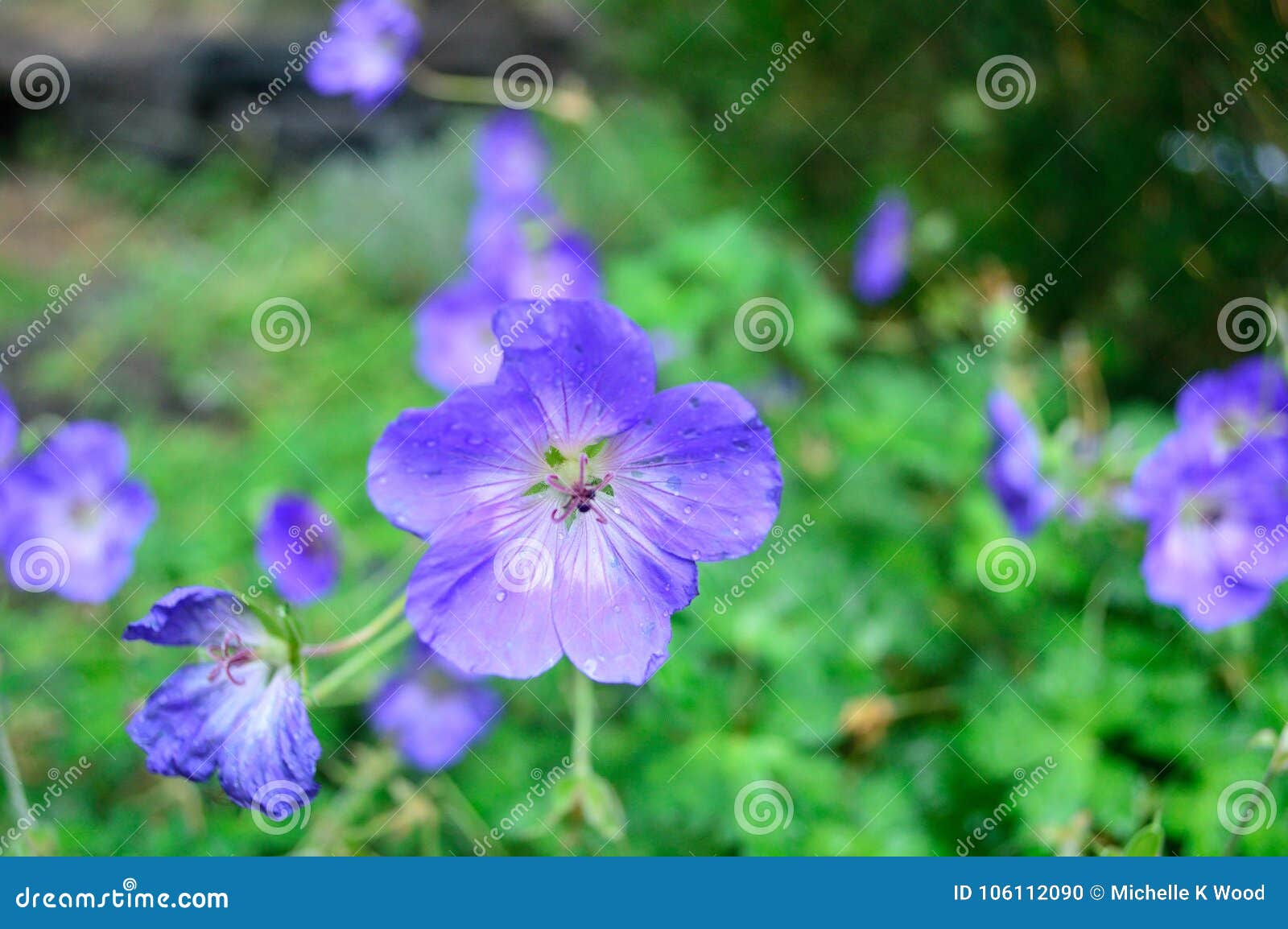 Close-up Hardy Geranium Rozanne Stock Foto - Image of bloemen, blauw ...