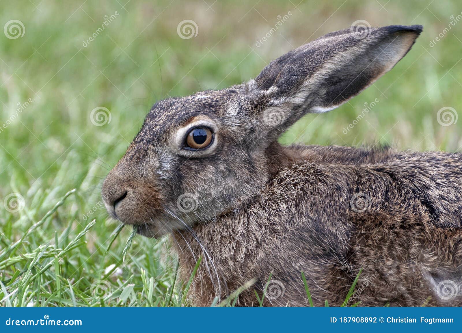 Close-up of a Hare - Lying in the Grass while it Eats Stock Photo ...