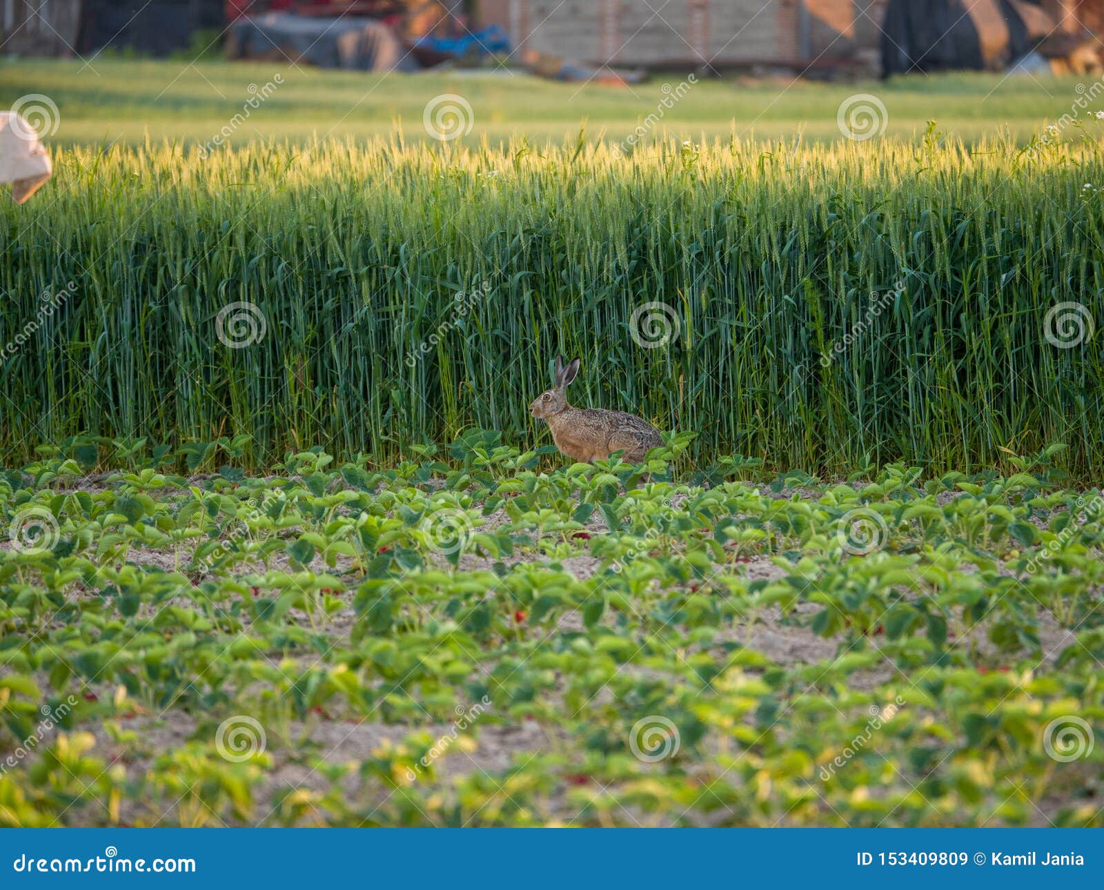 Close - Up of Hare Sitting in a Field Stock Image - Image of flock ...