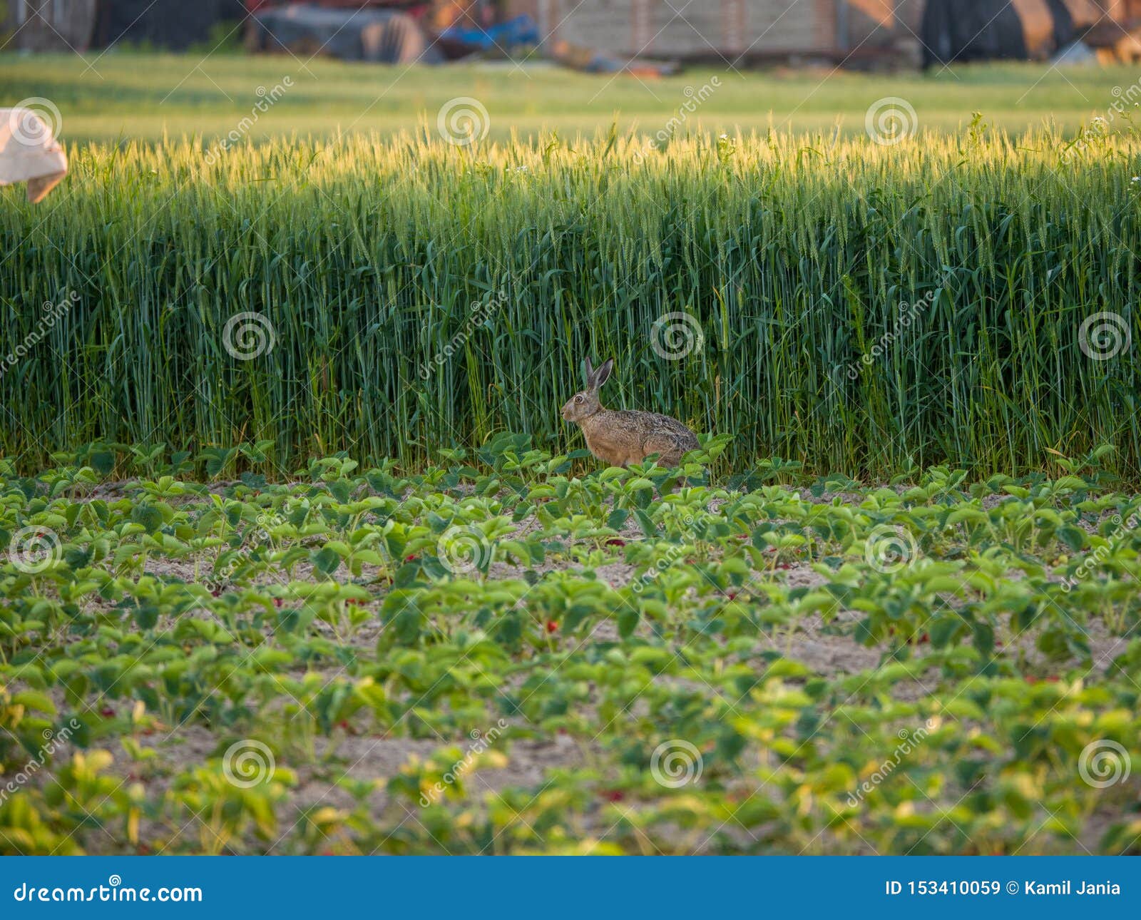 Close - Up of Hare Sitting in a Field Stock Image - Image of colour ...