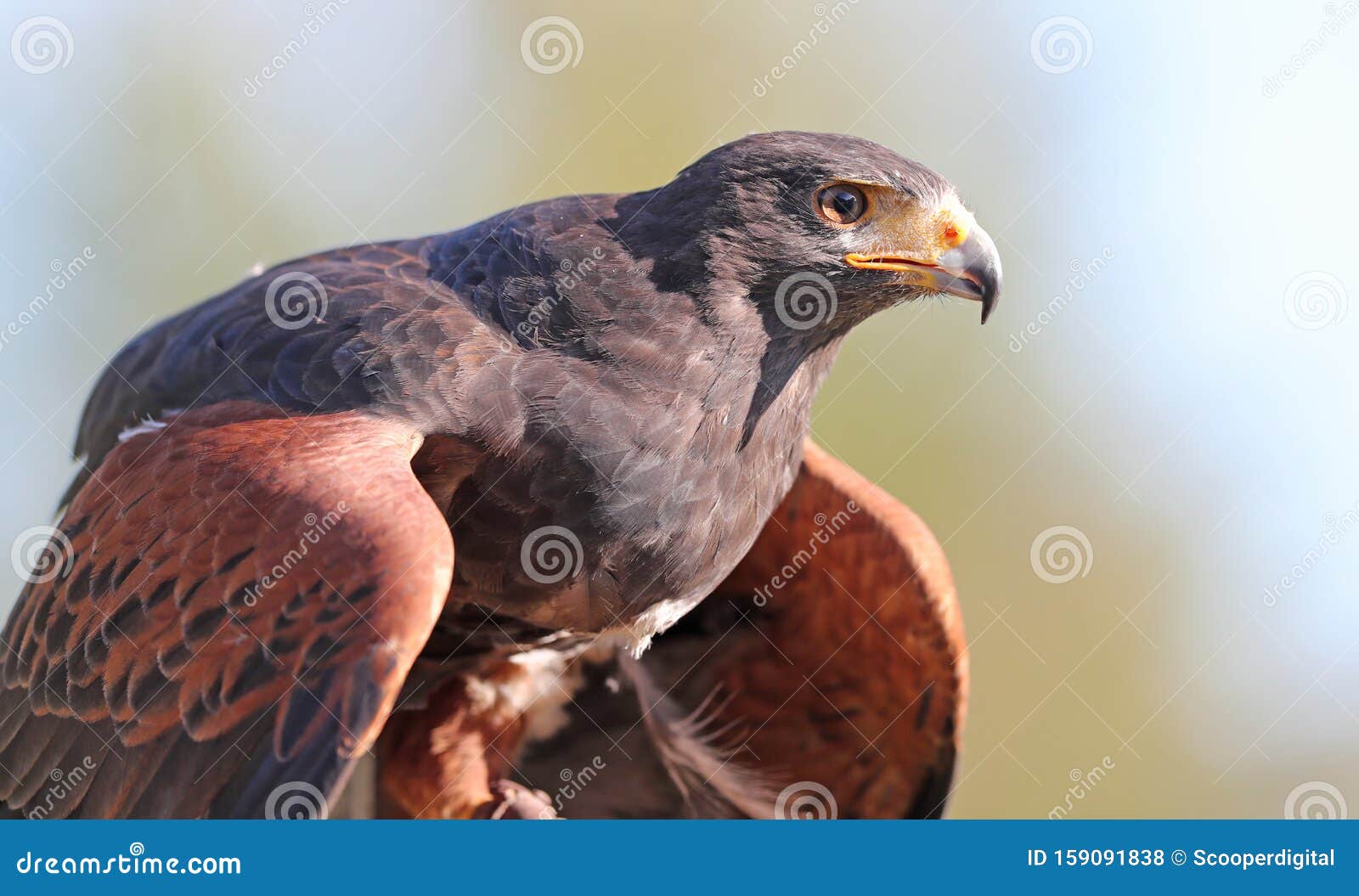 Close up of a Harris Hawk stock photo. Image of hawk - 159091838