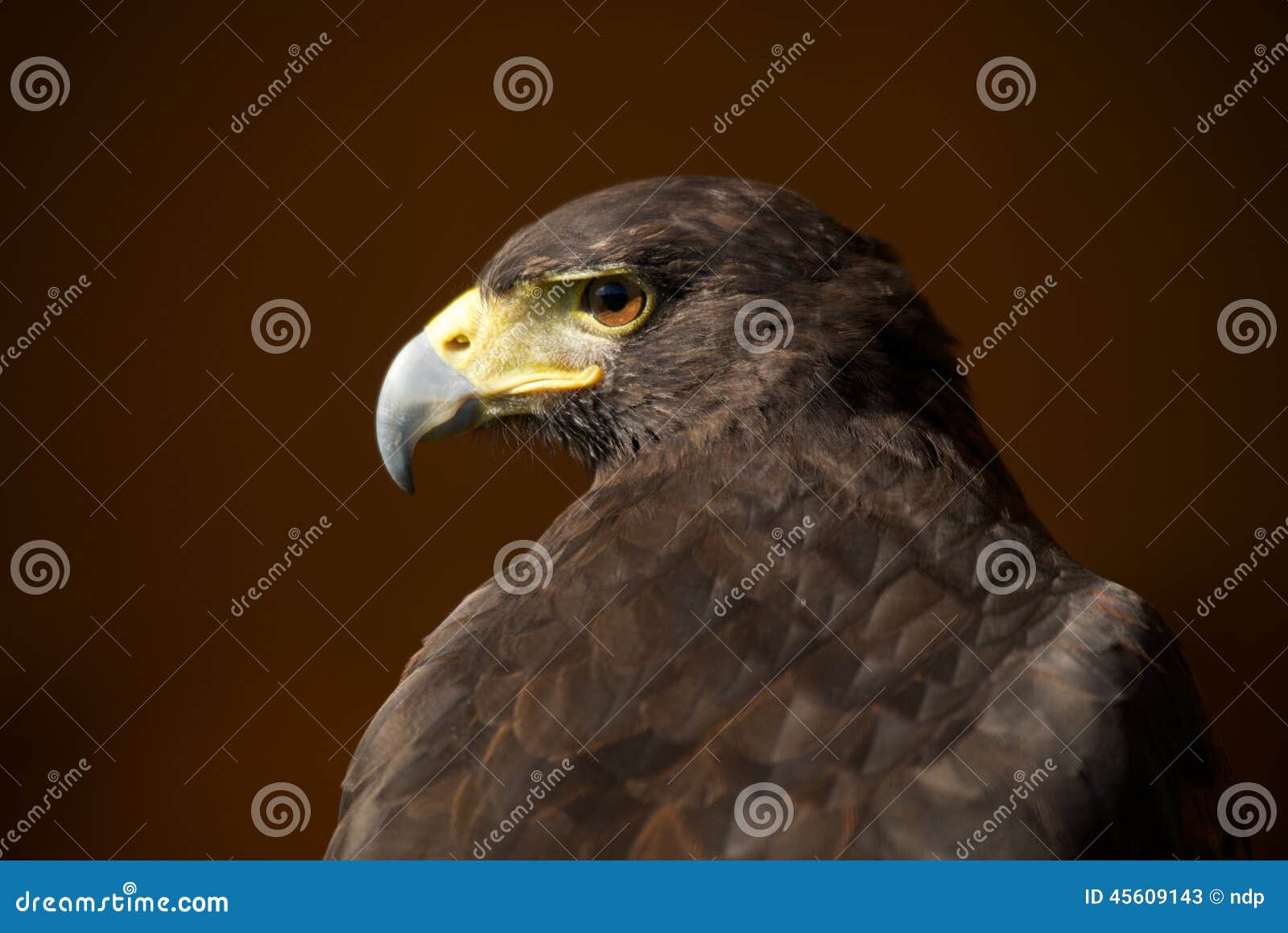 Close-up of Harris Hawk with Head Turned Stock Image - Image of beak ...
