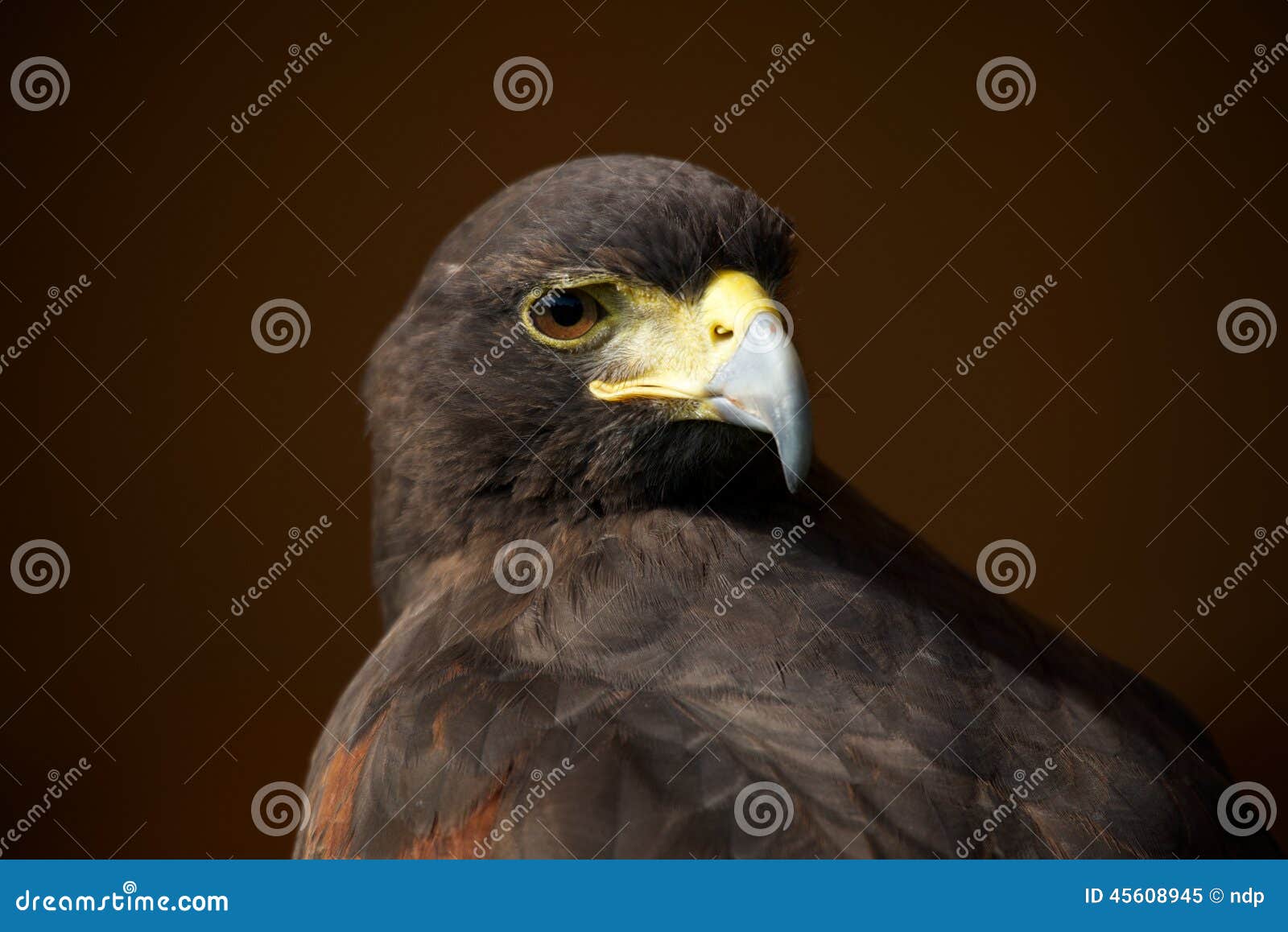 Close-up of Harris Hawk Looking Over Shoulder Stock Image - Image of ...