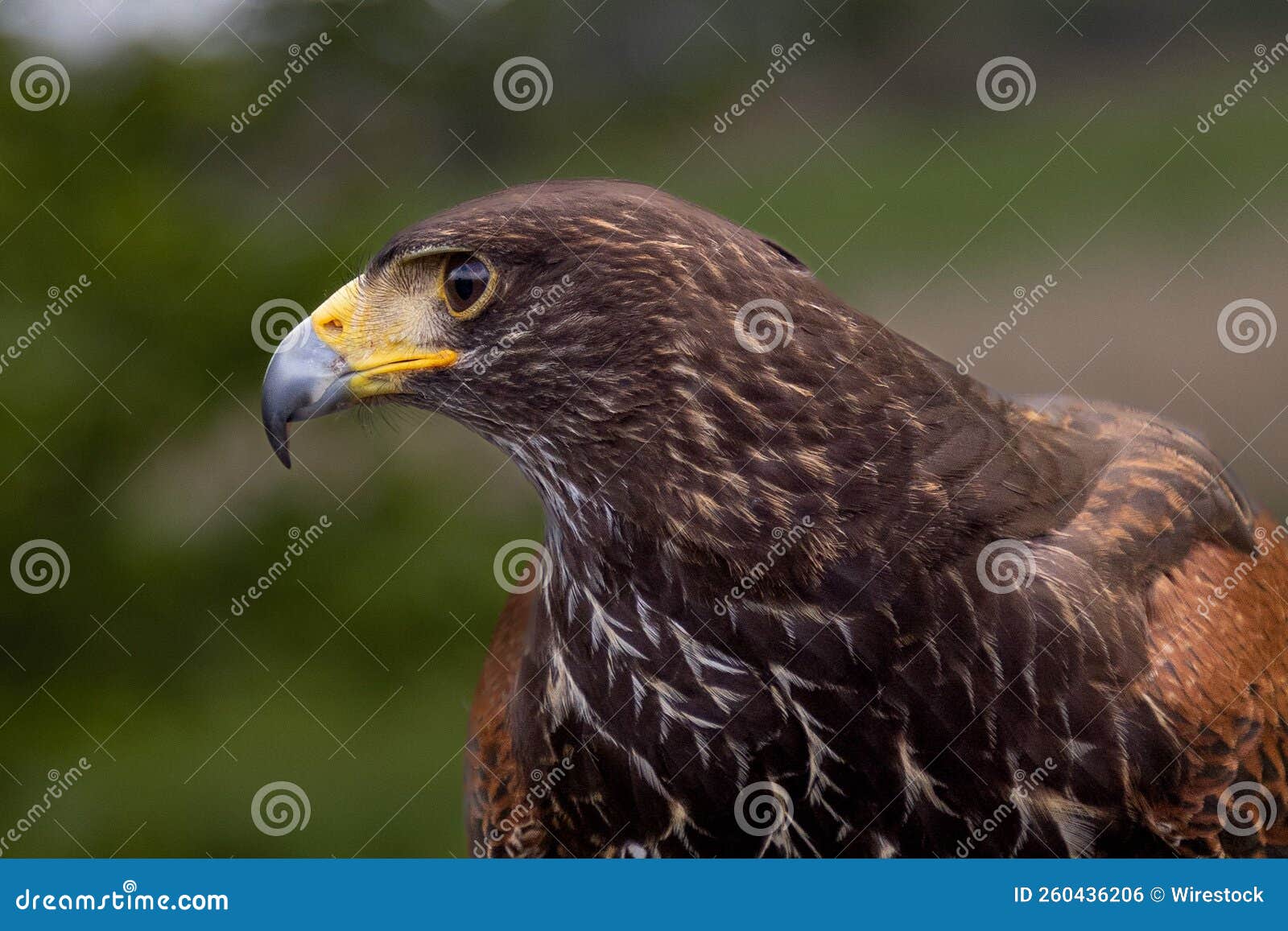 Harris Hawk Close-up of Head Beak and Eye Stock Photo - Image of focus ...