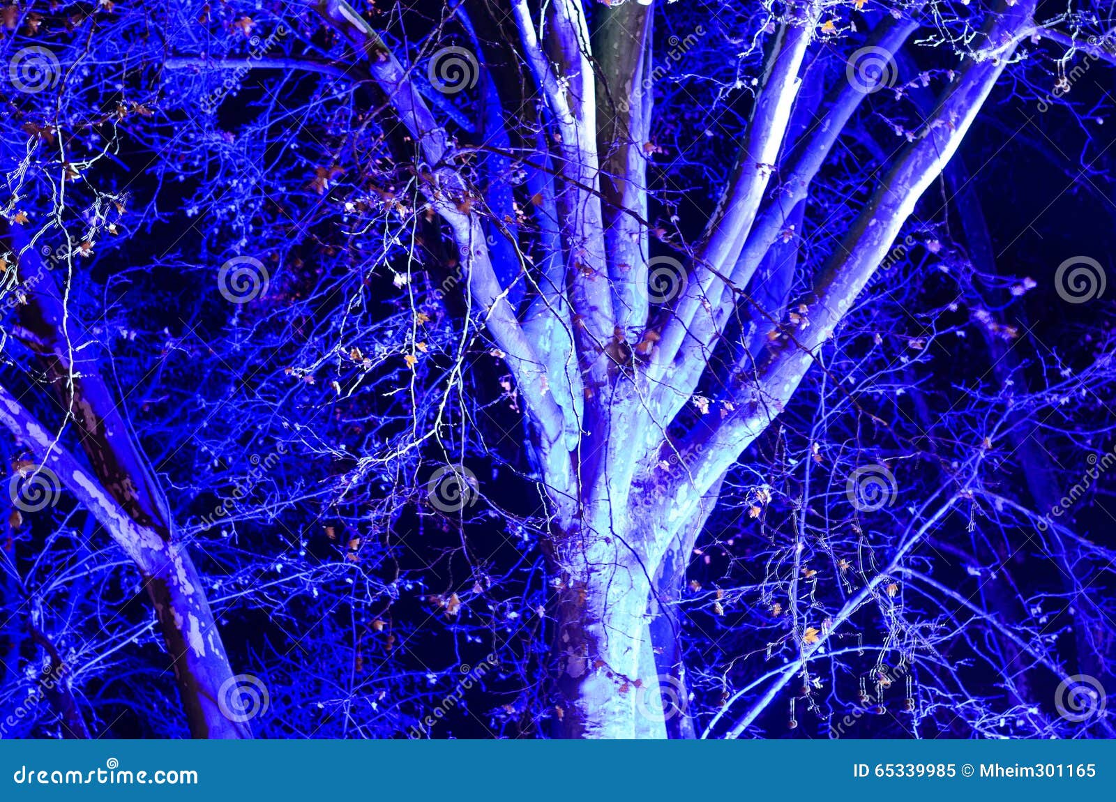 Close Up of Harsh Light on Blue Tree Stock Image - Image of bright ...
