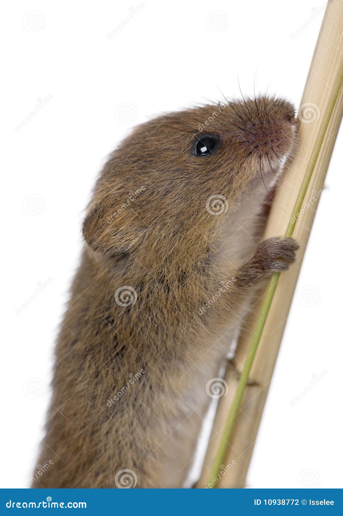 Close-up of Harvest Mouse Climbing Stock Photo - Image of background ...