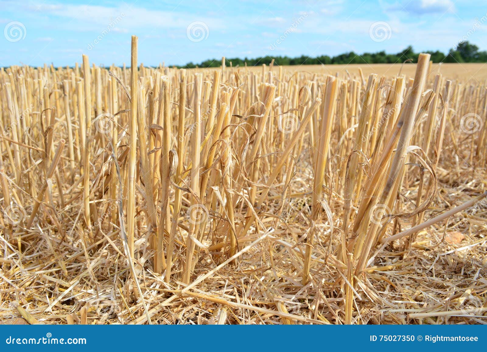 Close Up of Harvested Grain Stems in Field Stock Photo - Image of ...