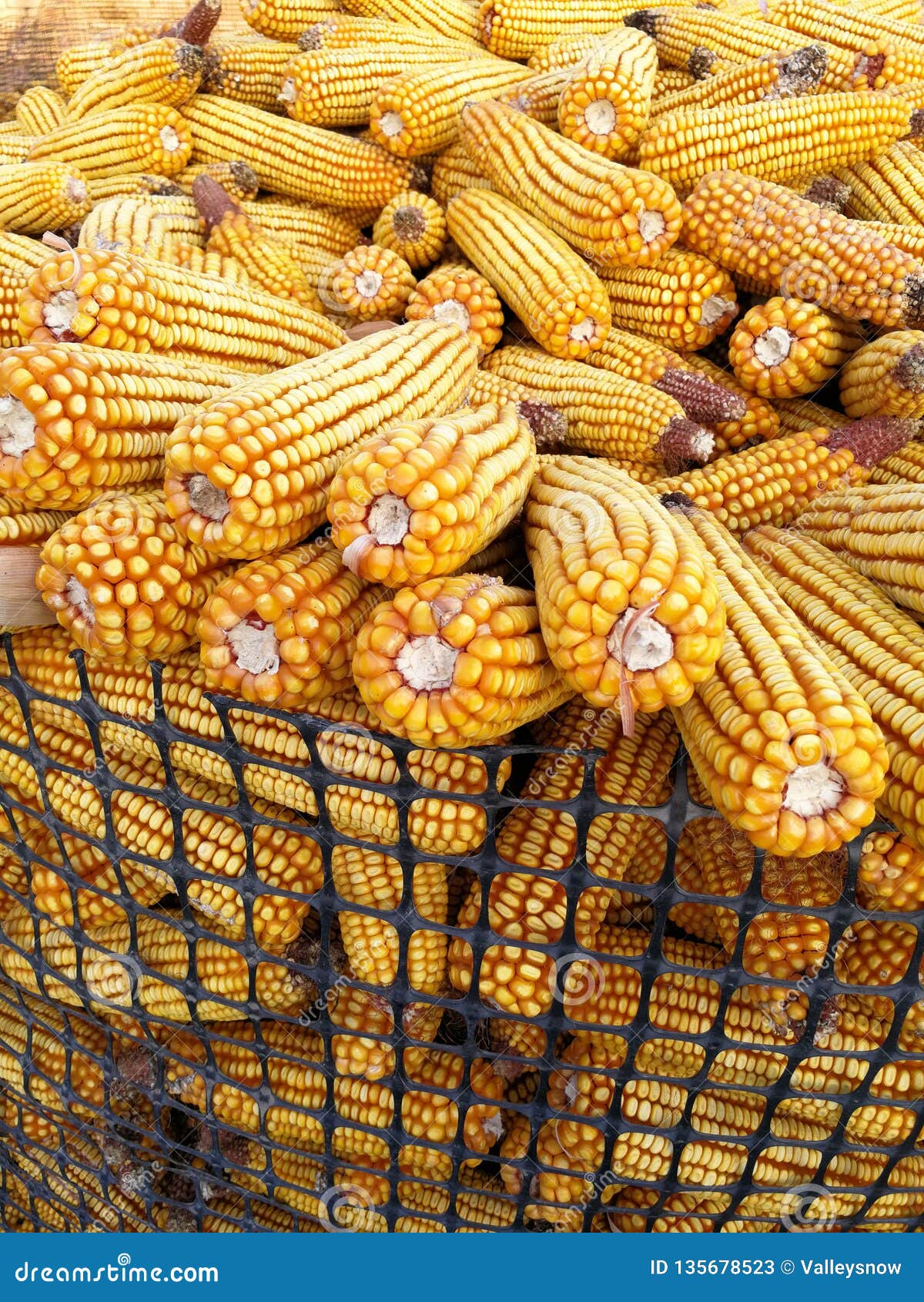 Dried corn cobs stock image. Image of cultivated, shovel - 135678523
