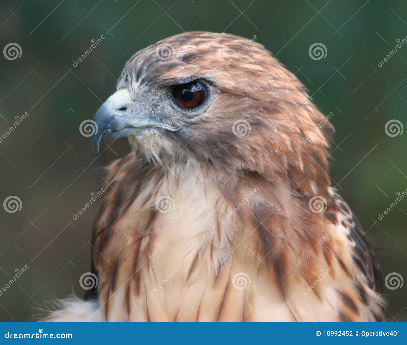 Close-up of hawk stock photo. Image of hawk, staring - 10992452