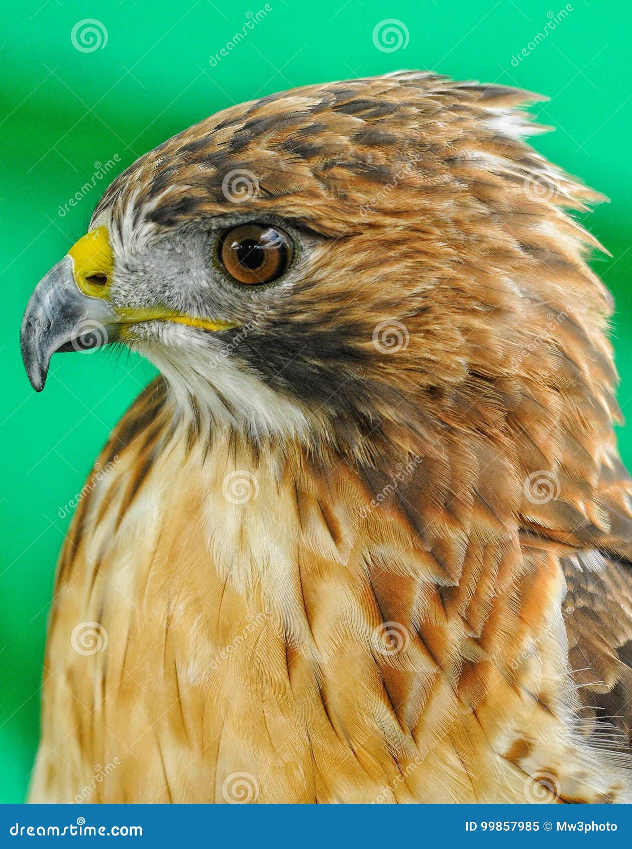 Hawk head up close stock image. Image of beak, head, feathers - 99857985
