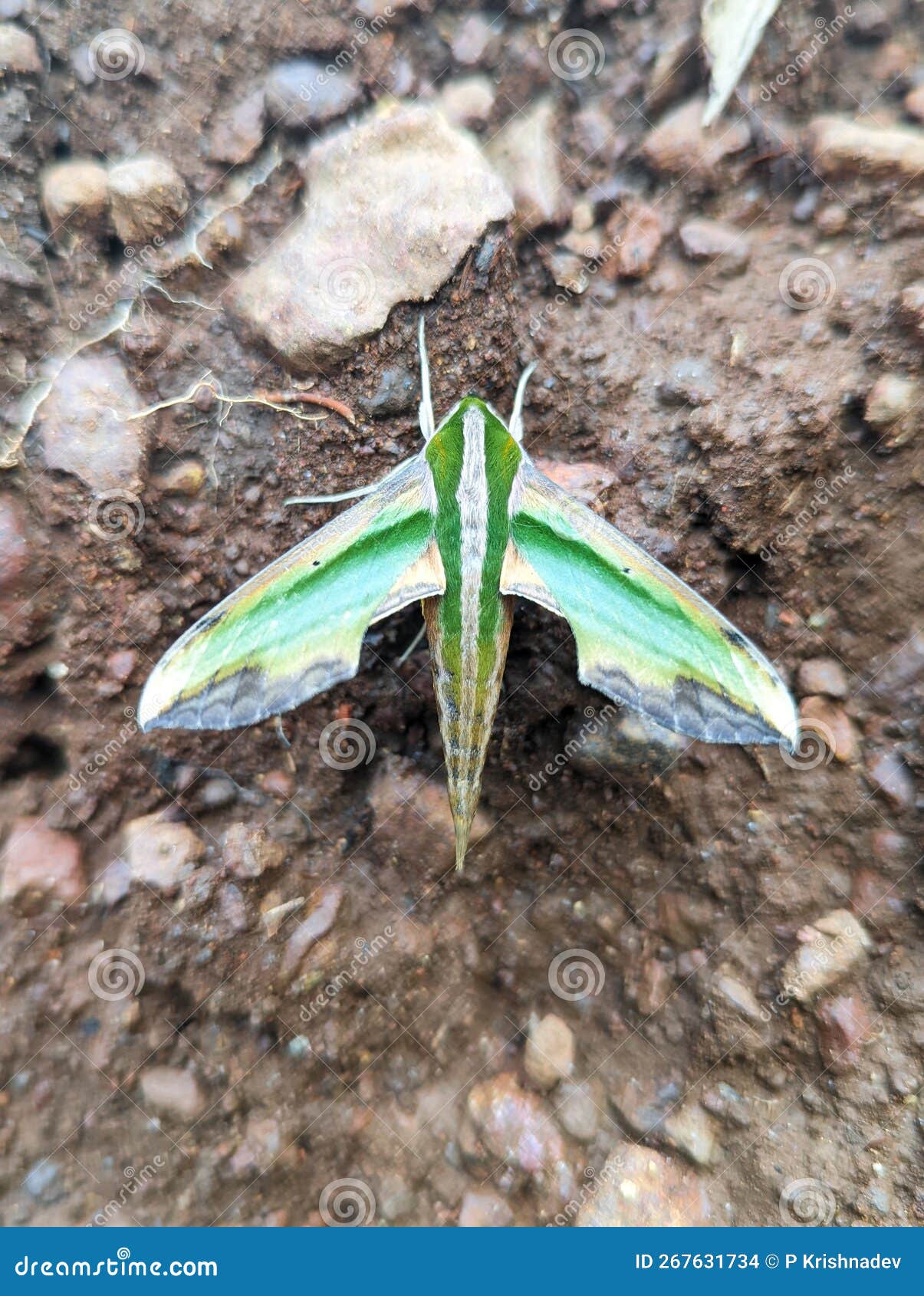 Close Up of a Hawk Moth Green and Yellow in Color Stock Photo - Image ...