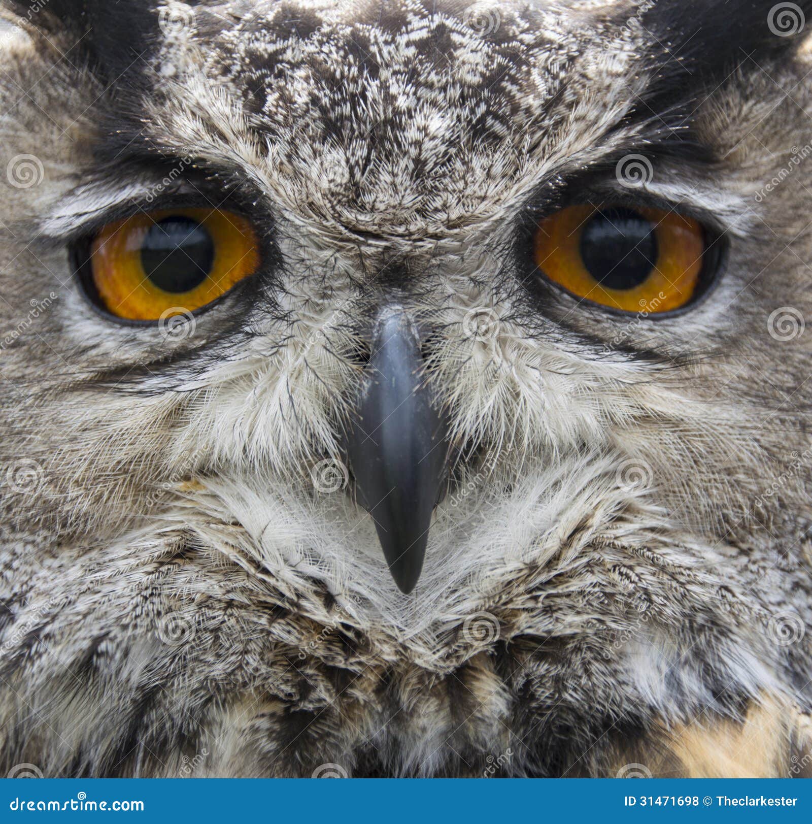 Close up of hawk owl face stock photo. Image of eagle - 31471698