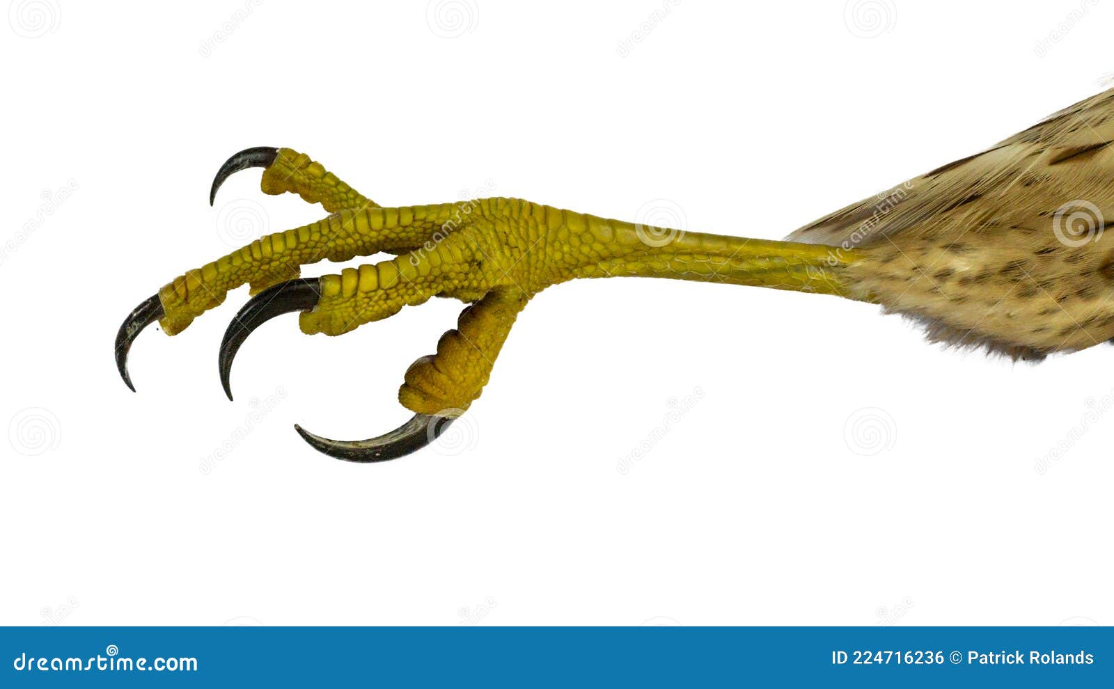 Close up of a hawk`s talon stock photo. Image of foot - 224716236