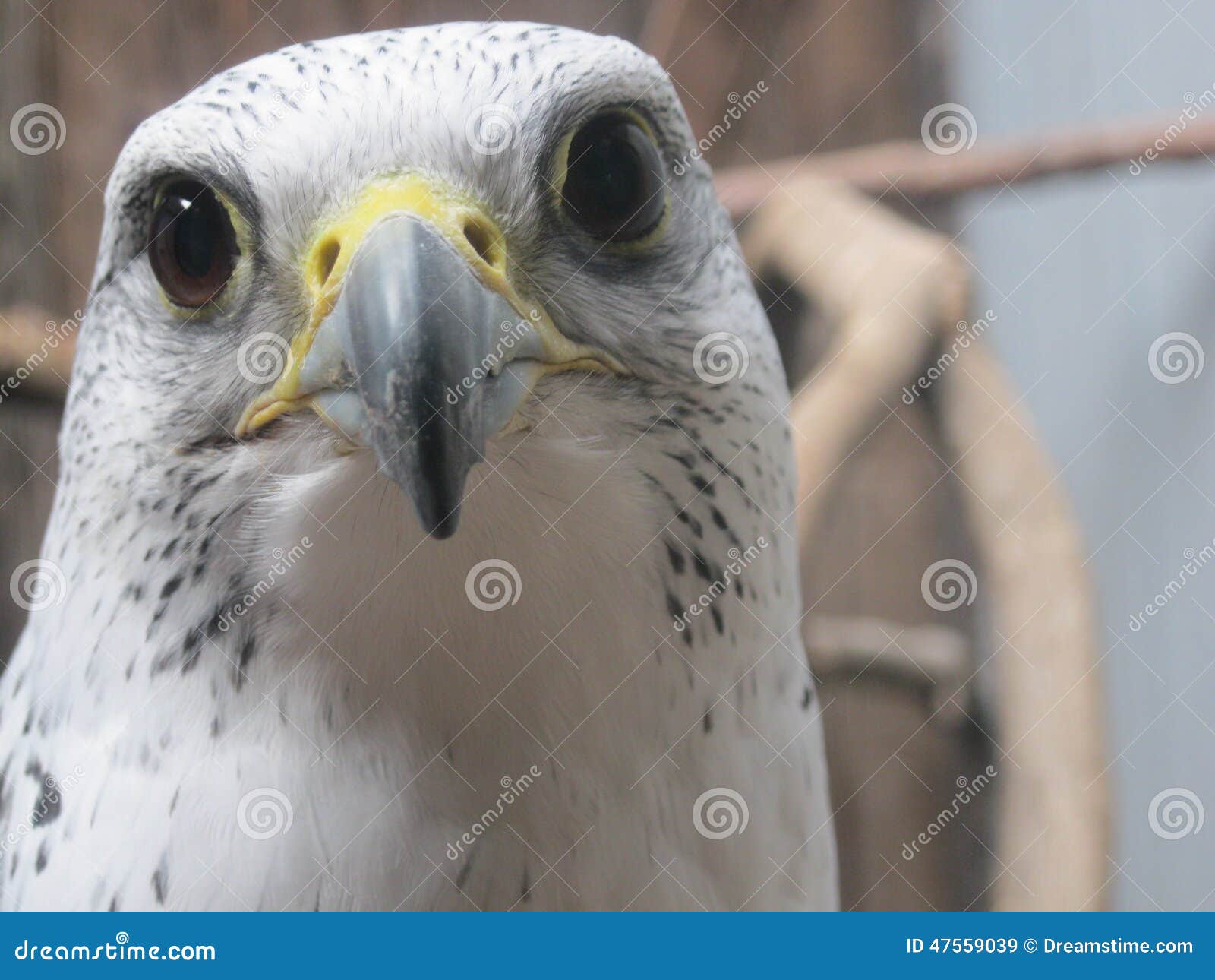 Close Up- Hawk stock image. Image of close, hawk, walk - 47559039