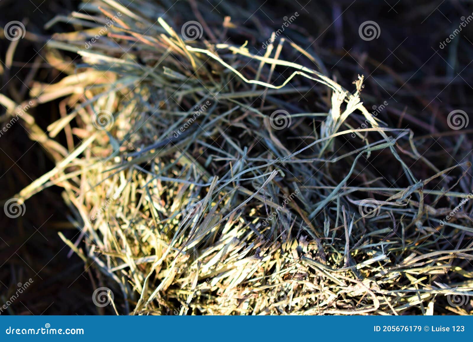 Close Up of Hay on the Ground in the Sunlight Stock Image - Image of ...