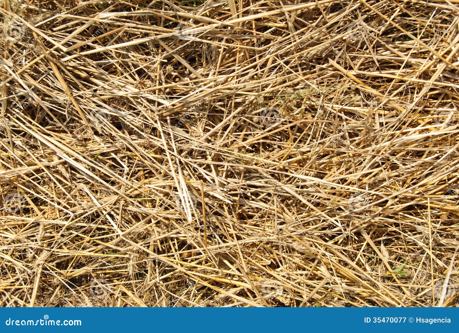 Close Up Hay Straw Stack Texture, Agriculture Stock Image - Image of ...