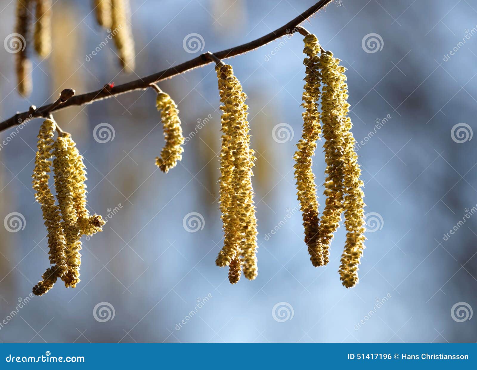 Close up of hazel tree-2 stock photo. Image of plant - 51417196