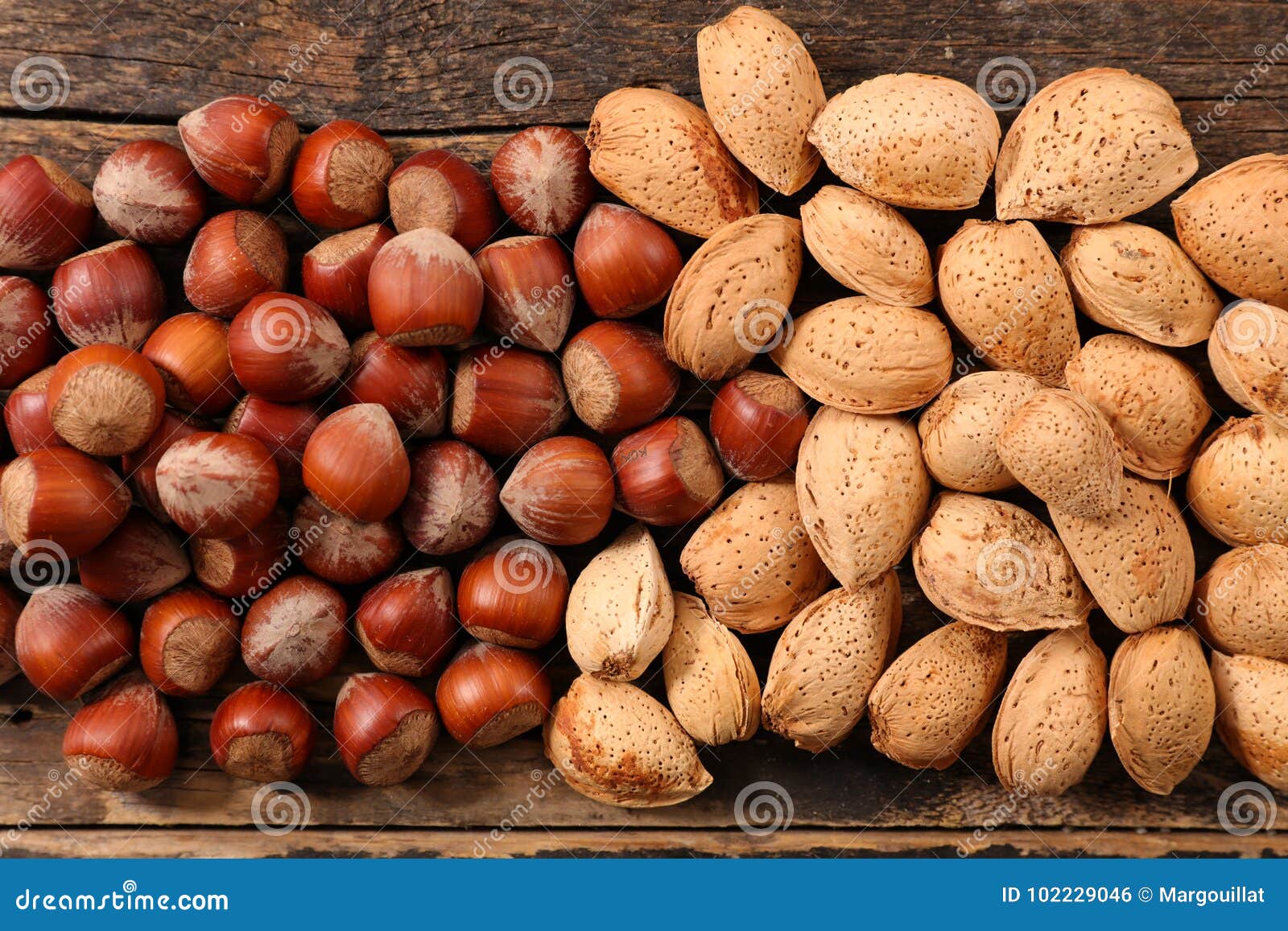 Hazelnut and almond stock photo. Image of fruit, assortment - 102229046