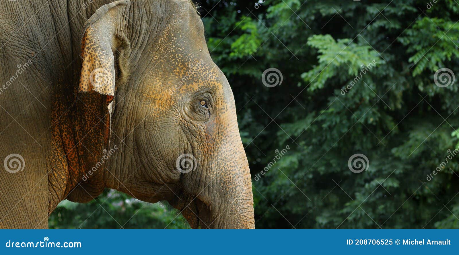 Close Up of Head of Asian Elephant Stock Image - Image of cambodia ...