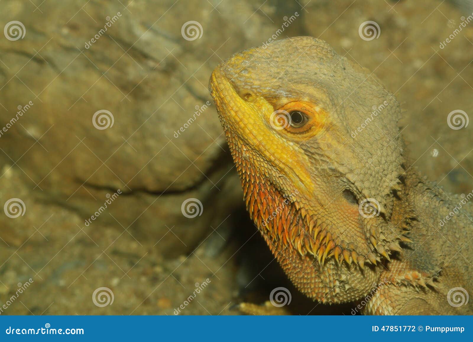 Close Up Head Bearded Dragons Lizard Stock Photo - Image of tree, climb ...