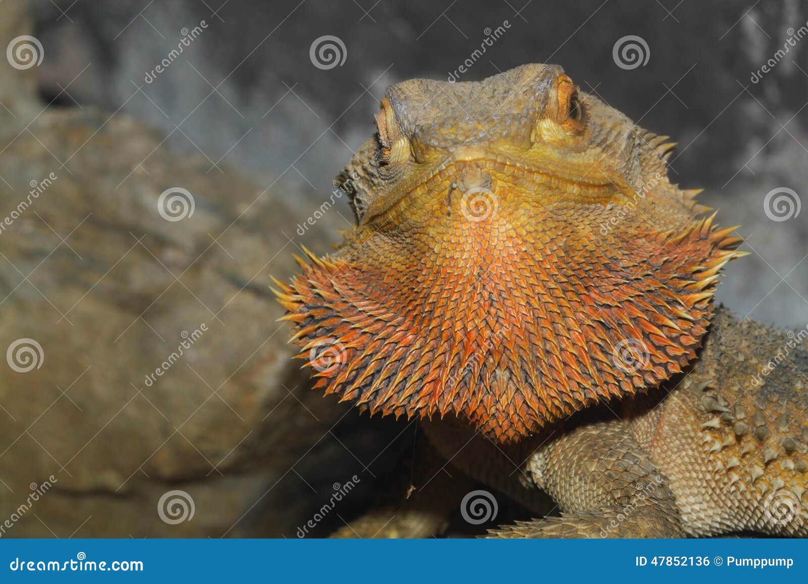 Close Up Head Bearded Dragons Lizard Stock Photo - Image of dragons ...