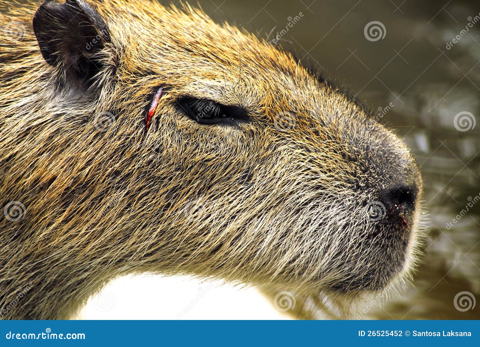 Close-up head of a beaver stock photo. Image of side - 26525452